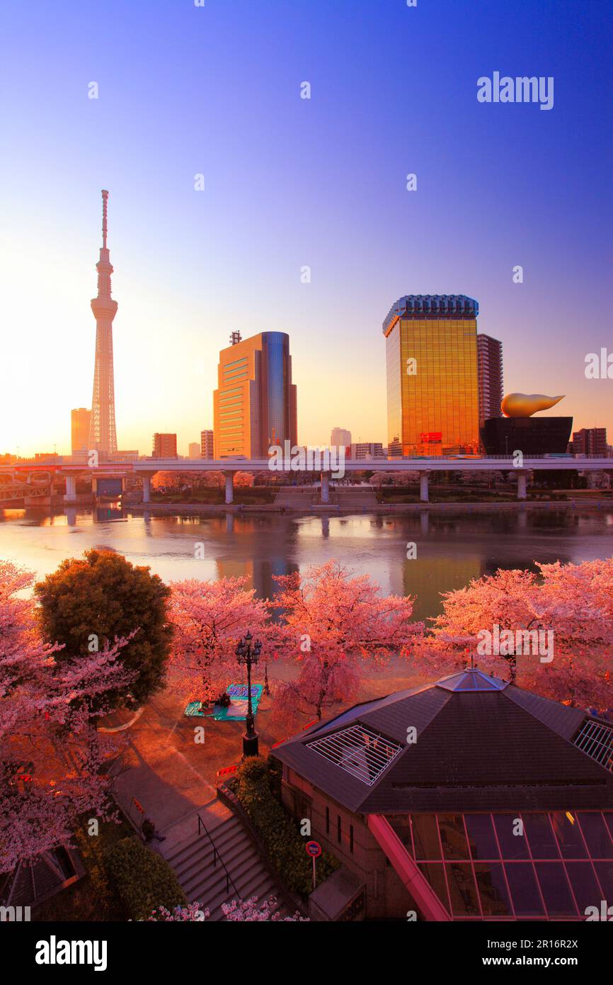Cherry Blossom Forest in Sumida Park, Tokyo Skytree and Sumida River ...