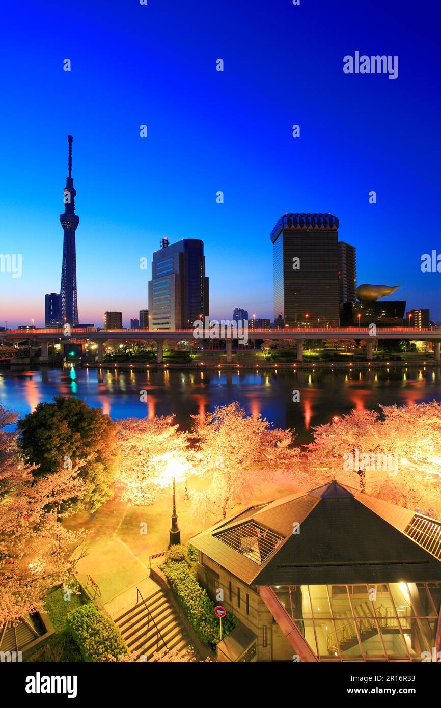 Lit Up Cherry Blossom Forest in Sumida Park in Morning, Tokyo Skytree ...