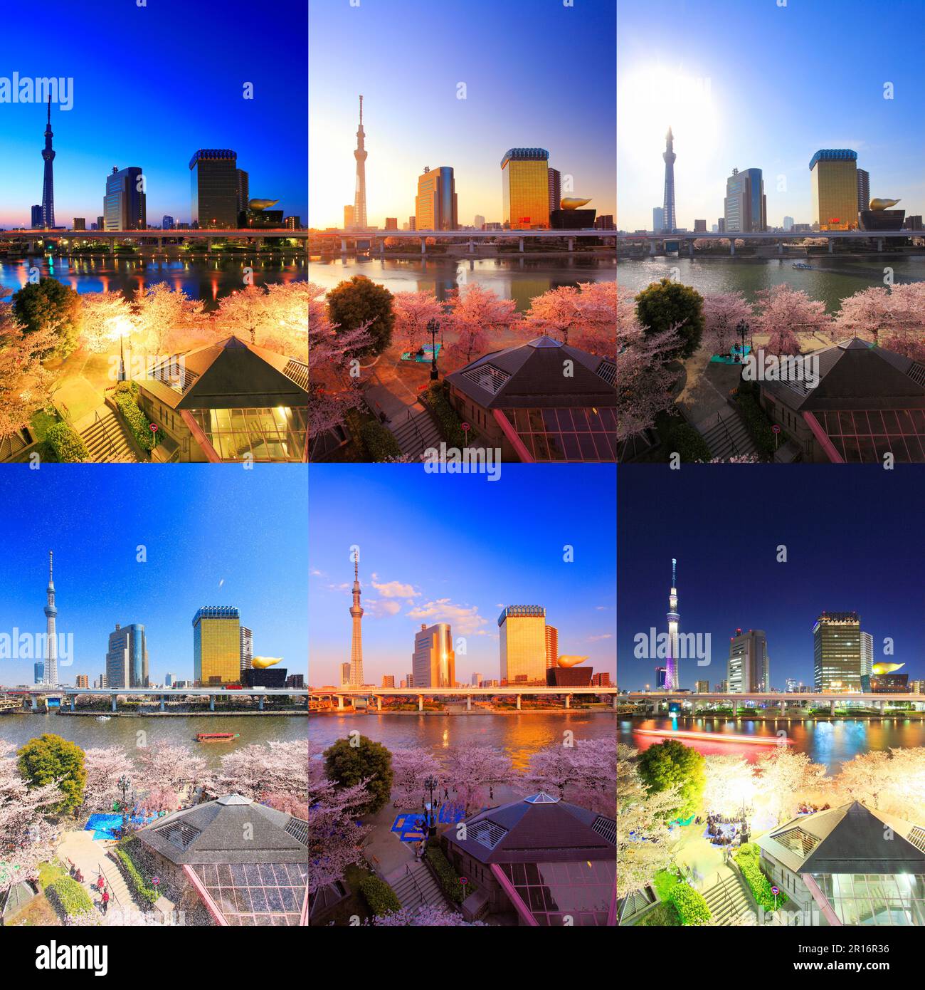 A day at Cherry blossom forest in Sumida Park, Tokyo Skytree and Sumida ...