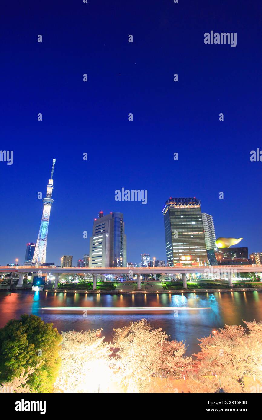 Cherry blossom forest in Sumida Park, glowing Tokyo Skytree and Sumida ...