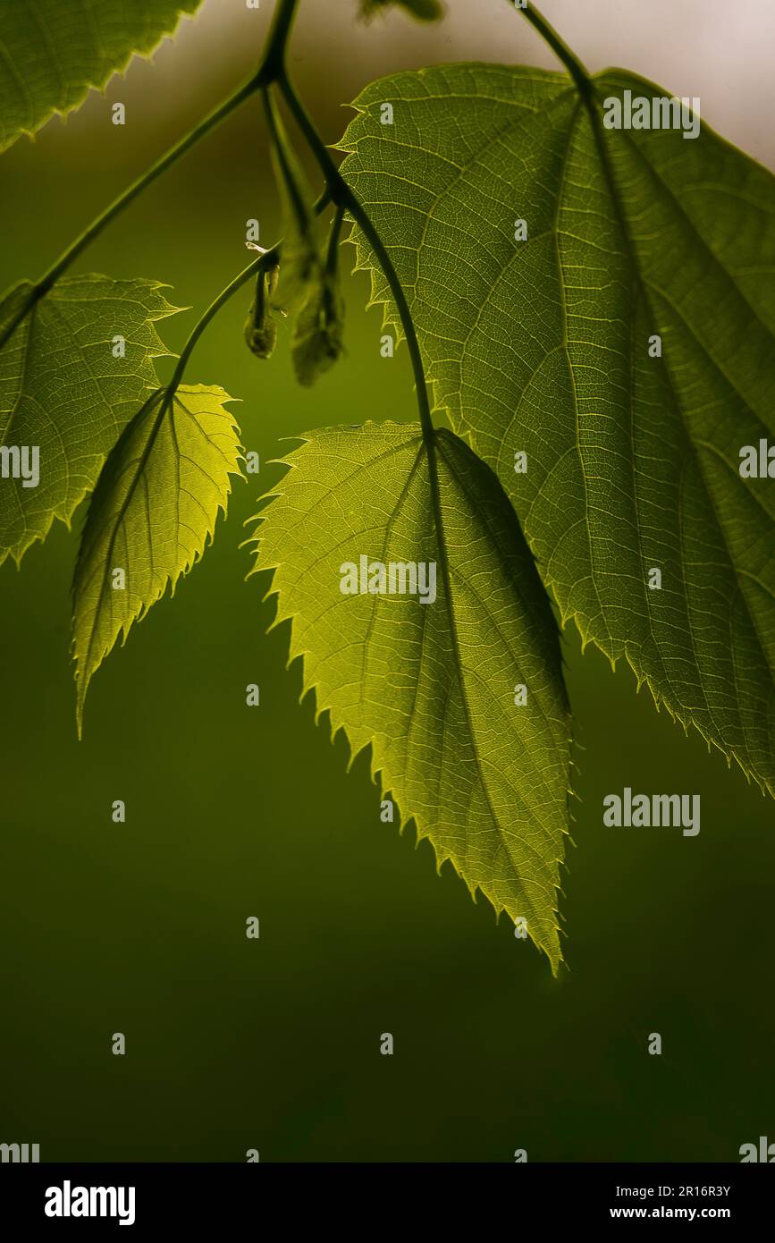 Wallpaper patte hi-res stock photography and images - Alamy