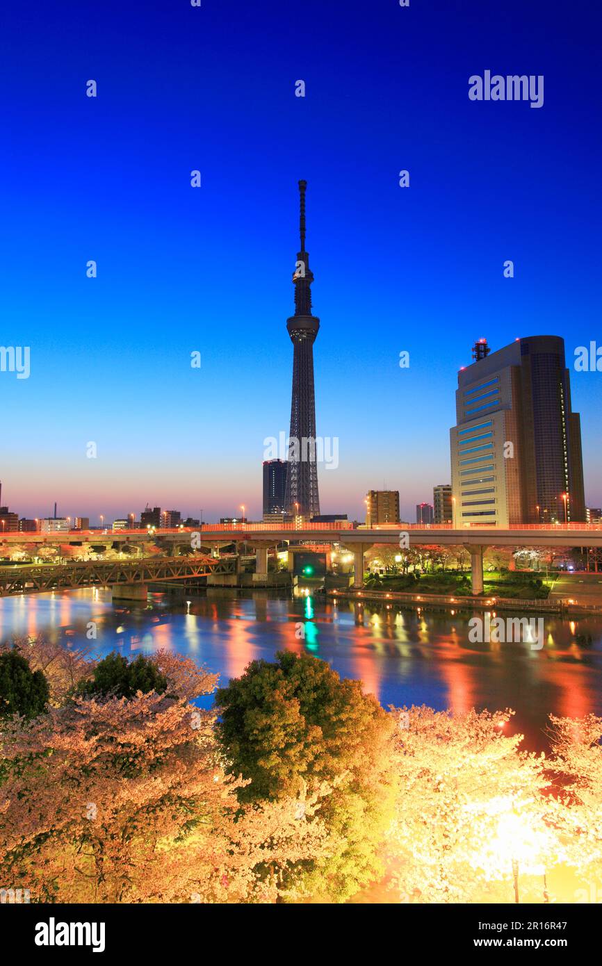 Lit Up Cherry Blossom Forest in Sumida Park in Morning, Tokyo Skytree ...