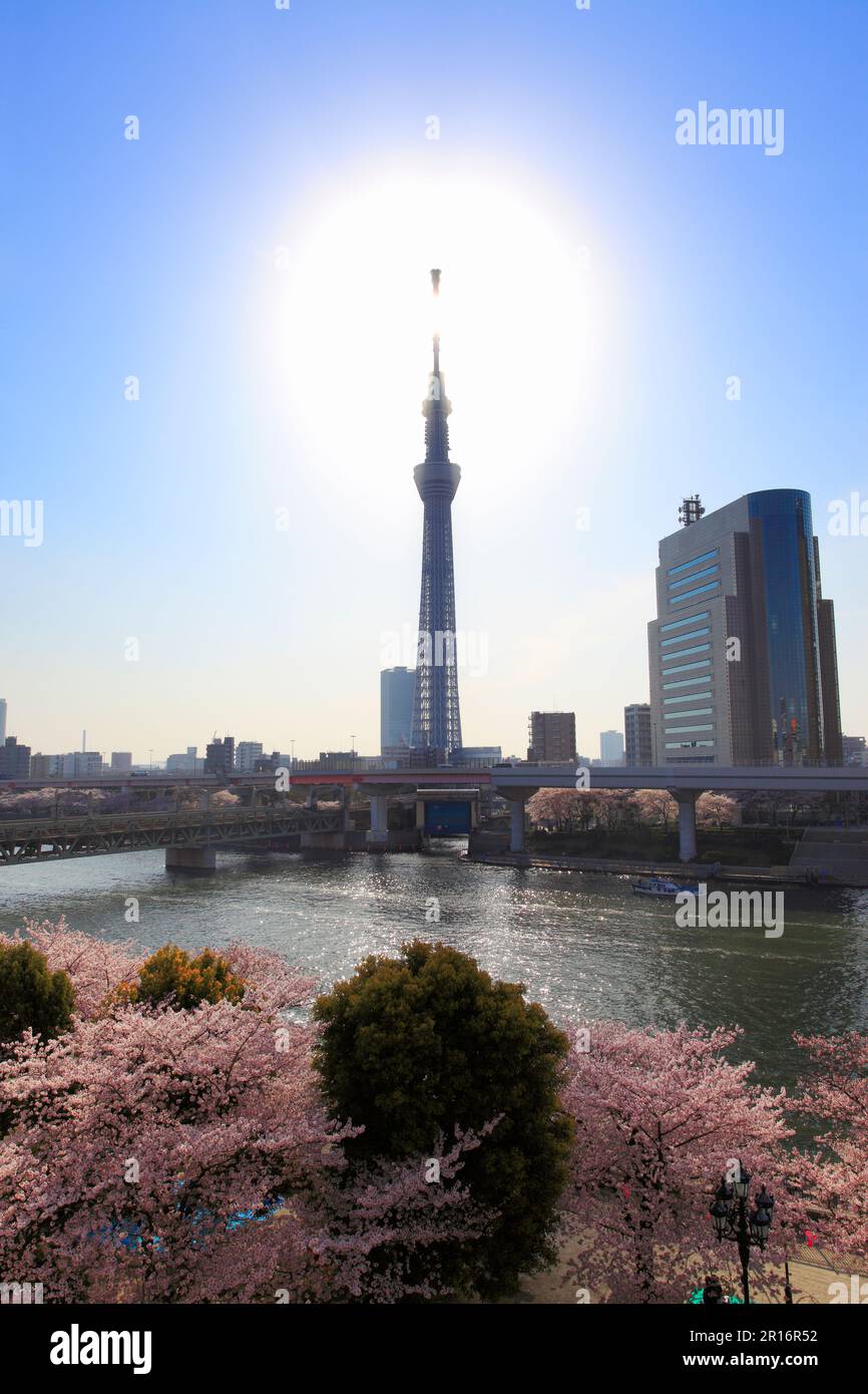 Cherry Blossom Forest in Sumida Park, Tokyo Skytree, Sumida River and ...