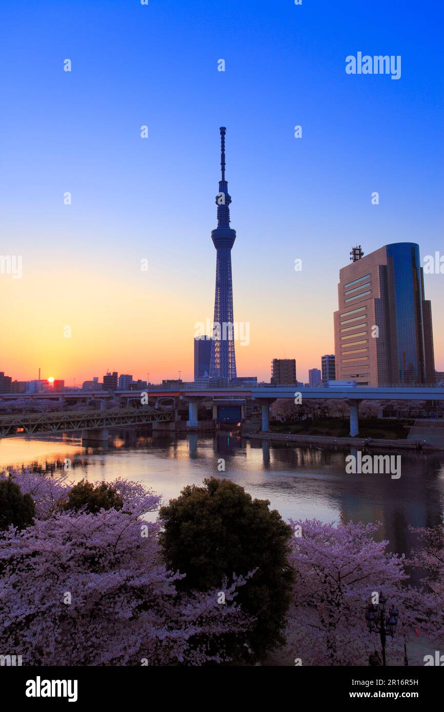 Cherry blossom forest in Sumida Park, Tokyo Skytree, Sumida River and ...