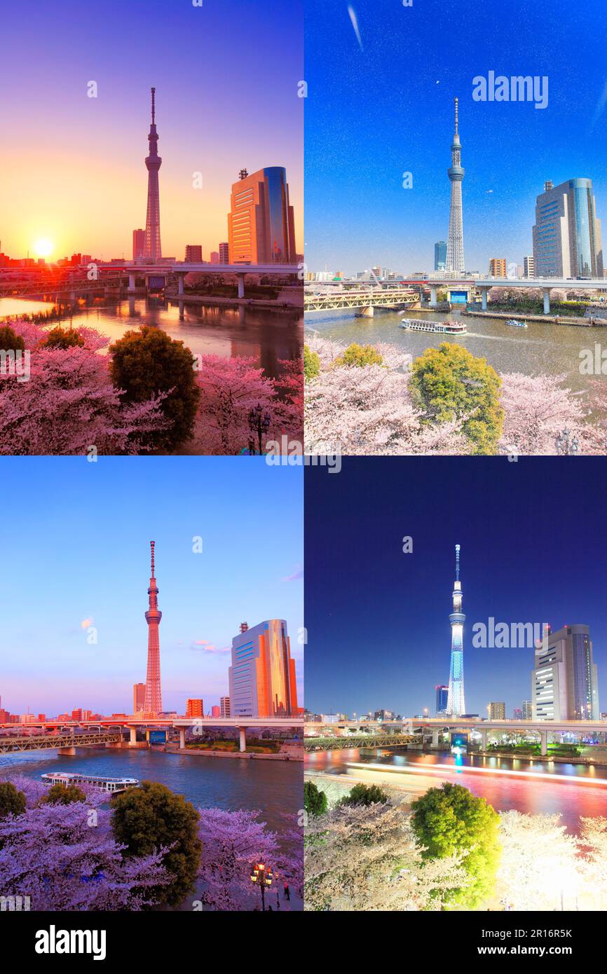 Morning, noon and evening views of Cherry blossom forest in Sumida Park ...