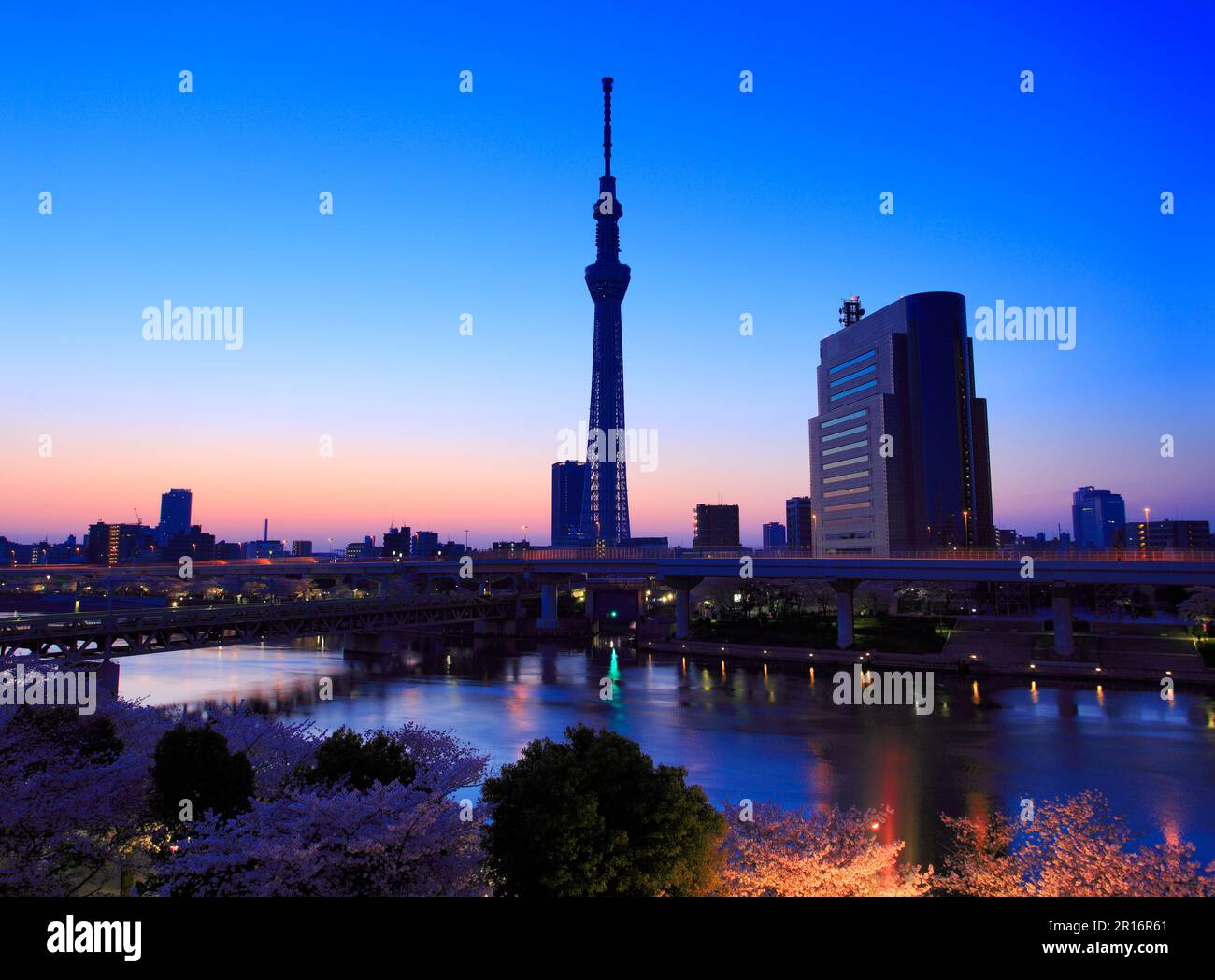 Cherry Blossom Forest in Sumida Park in Morning, Tokyo Skytree and ...