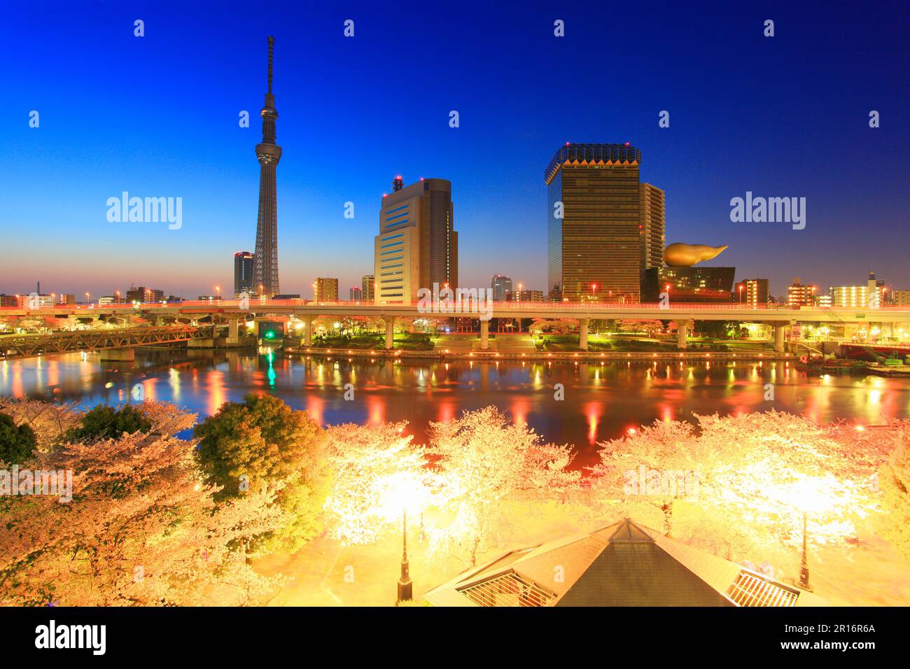 Lit Up Cherry Blossom Forest in Sumida Park in Morning, Tokyo Skytree ...