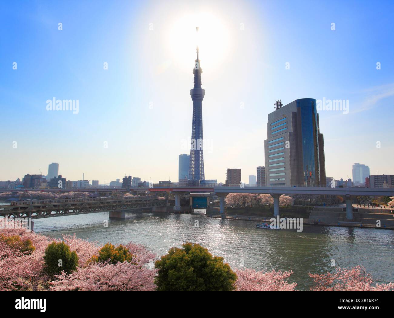 Cherry Blossom Forest in Sumida Park, Tokyo Skytree, Sumida River, Sun ...