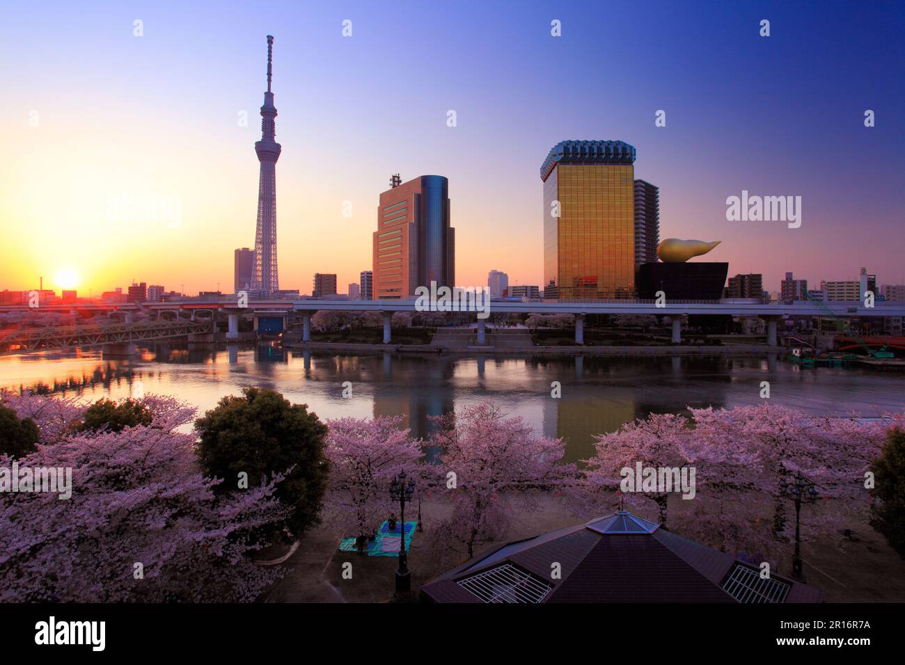Cherry blossom forest in Sumida Park, Tokyo Skytree, Sumida River and ...