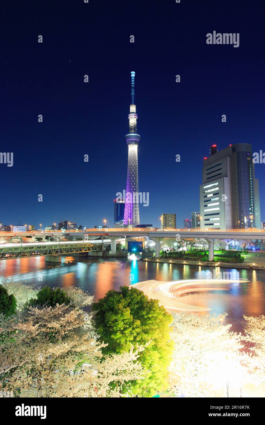 Cherry blossom forest in Sumida Park, glowing Tokyo Skytree and Sumida ...