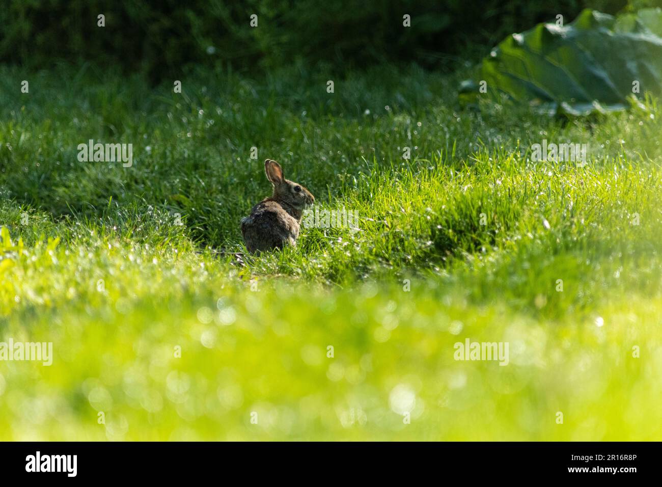 The European rabbit (Oryctolagus cuniculus) or coney is a species of ...