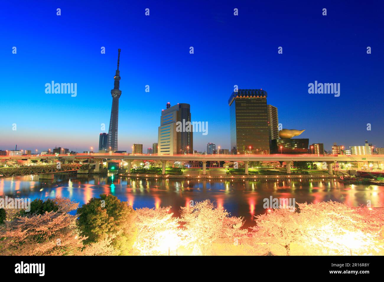Lit Up Cherry Blossom Forest in Sumida Park in Morning, Tokyo Skytree ...
