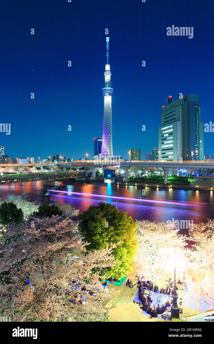 Cherry blossom forest in Sumida Park, glowing Tokyo Skytree and Sumida ...