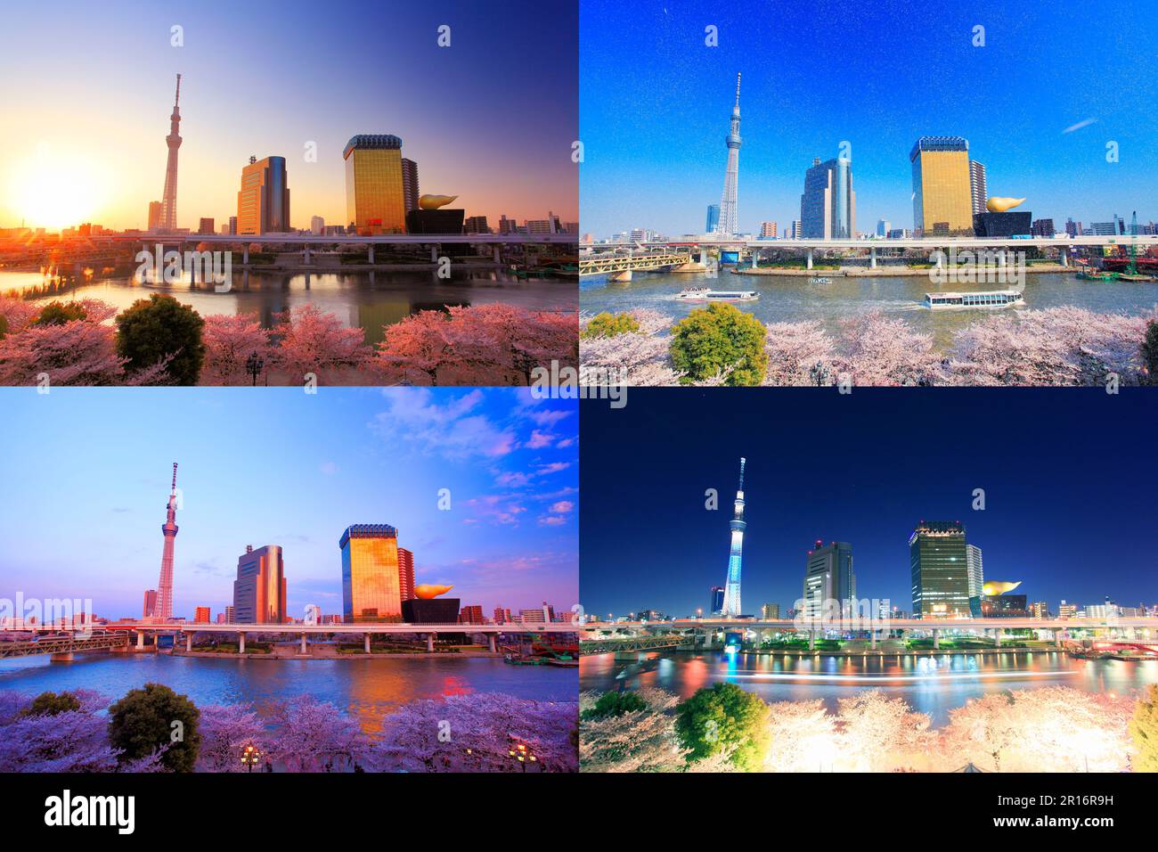 Morning, noon and evening views of Cherry blossom forest in Sumida Park ...