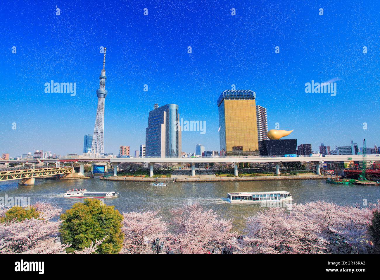 Cherry Blossom Petals in Sumida Park, Tokyo Skytree, Sumida River ...