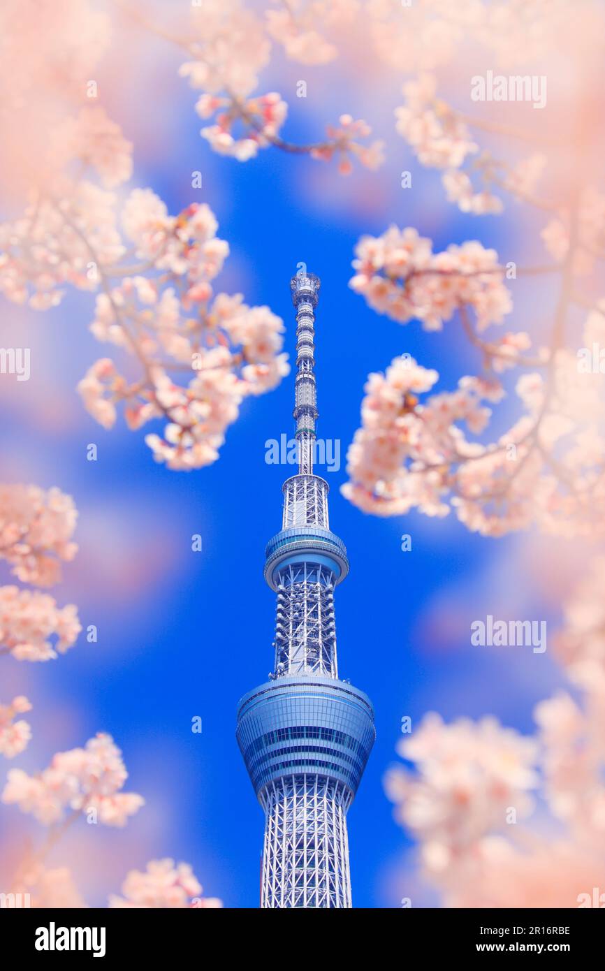 Tokyo cherry tree hi-res stock photography and images - Alamy