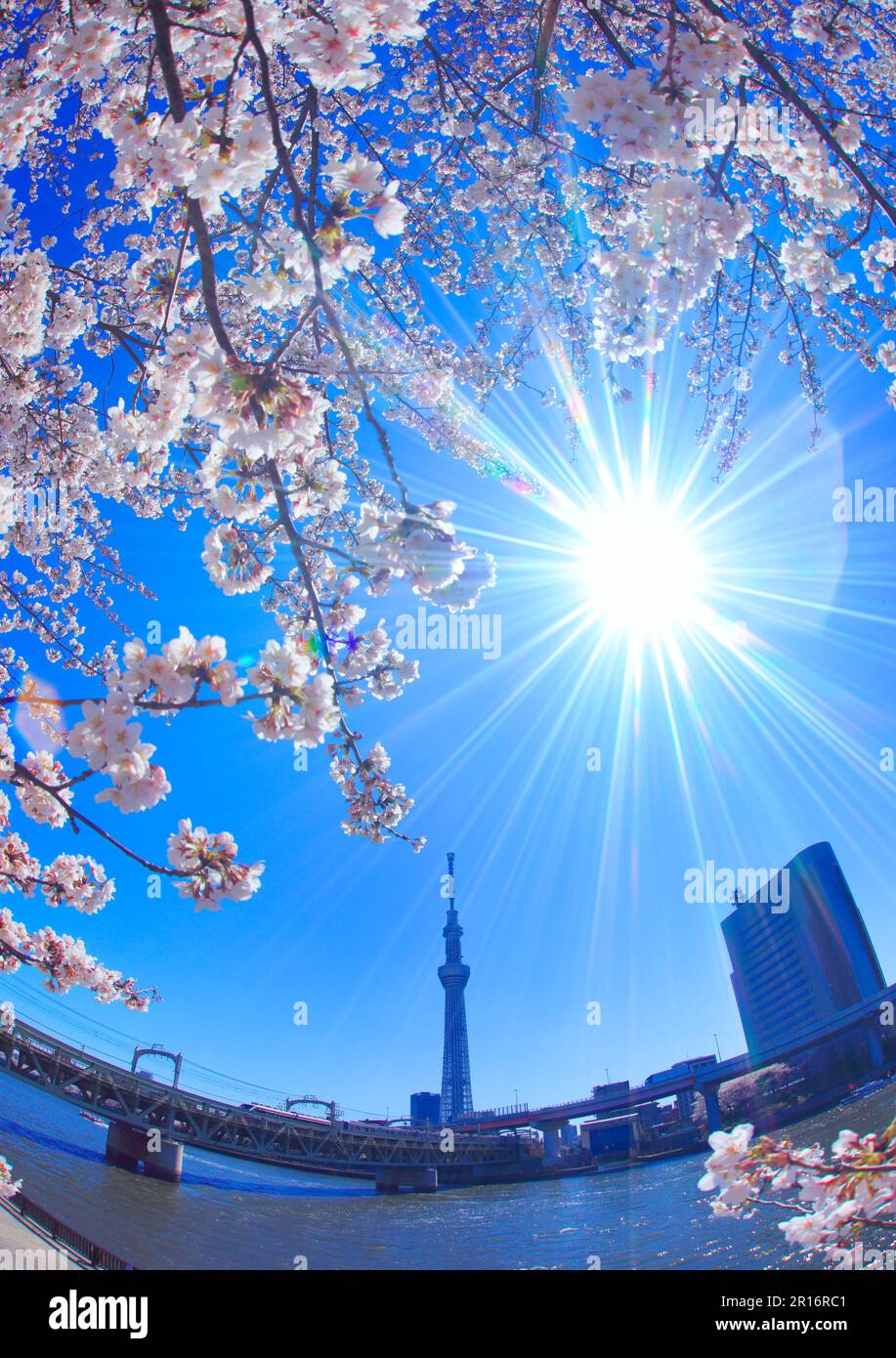 Yoshino cherry tree, Tokyo Skytree, Sumida River, glow of Sunlight and ...