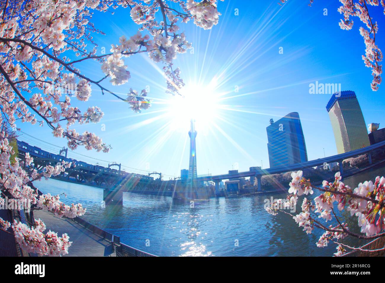 Japan train tree hi-res stock photography and images - Alamy