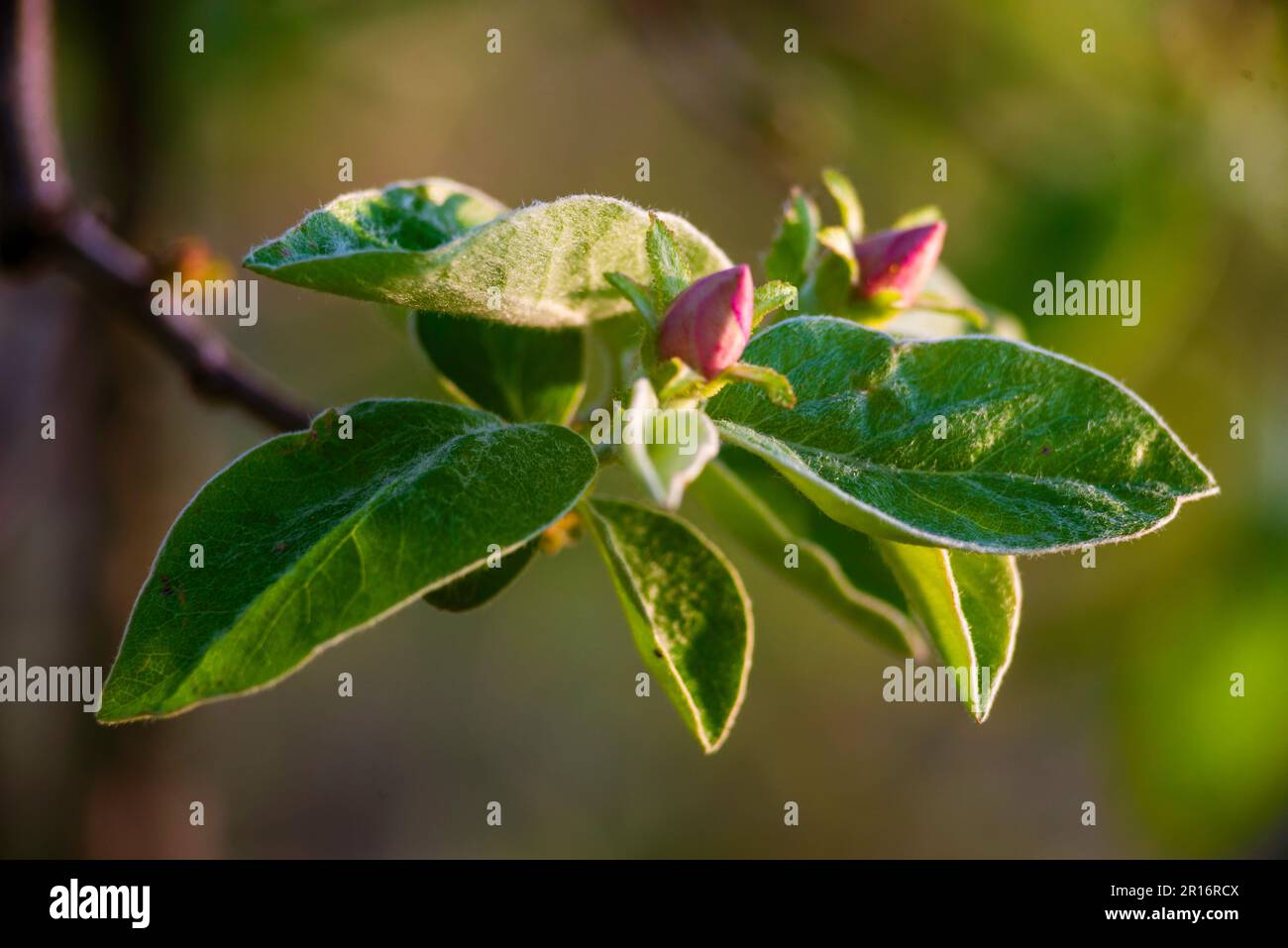 Flowering Quince Leaves
