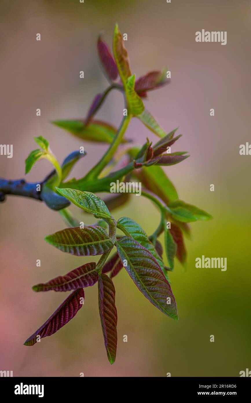 bloom in spring fresh young walnut leaves Green inflorescence flower ...