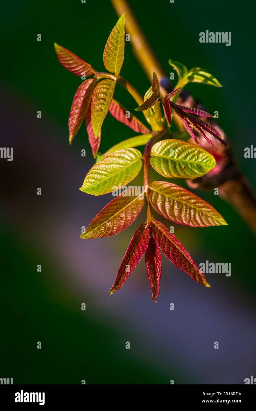bloom in spring fresh young walnut leaves Green inflorescence flower ...