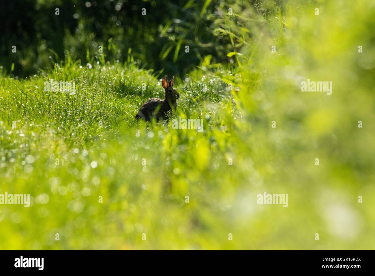 The European rabbit (Oryctolagus cuniculus) or coney is a species of ...