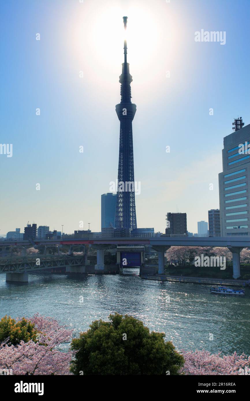 Cherry Blossom Forest in Sumida Park, Tokyo Skytree, Sumida River and ...
