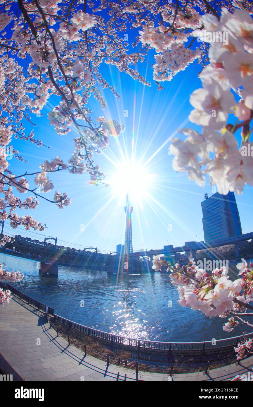 Yoshino cherry tree, Tokyo Skytree, Sumida River, glow of Sunlight and ...