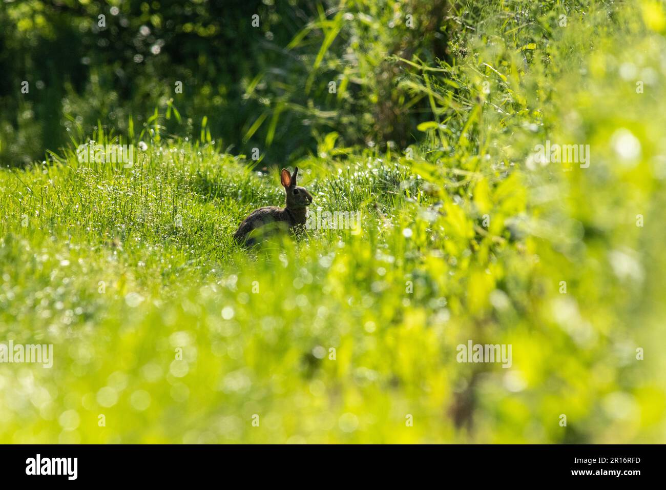 The European rabbit (Oryctolagus cuniculus) or coney is a species of ...