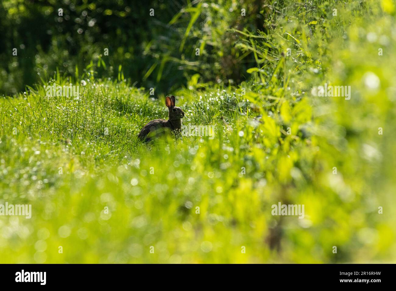 The European rabbit (Oryctolagus cuniculus) or coney is a species of ...
