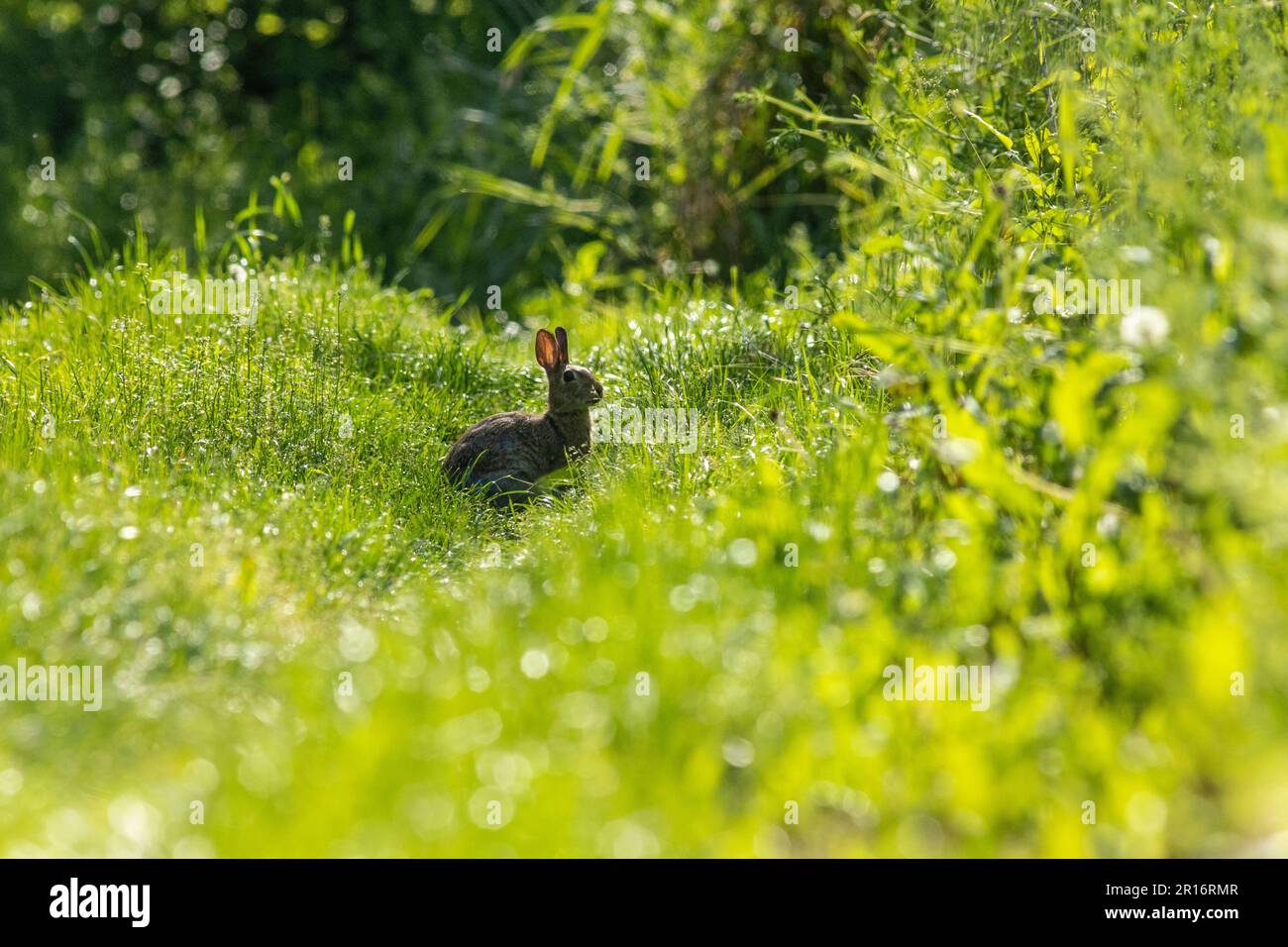 Mammals of the iberian peninsula hi-res stock photography and images ...