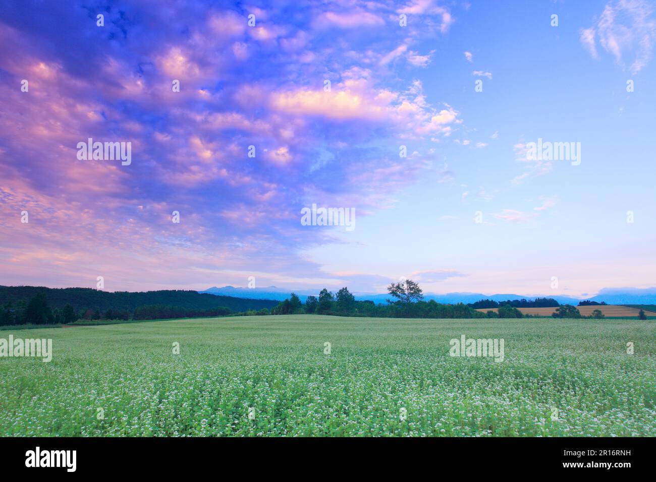 Clouds and sunset over flower garden Stock Photo - Alamy