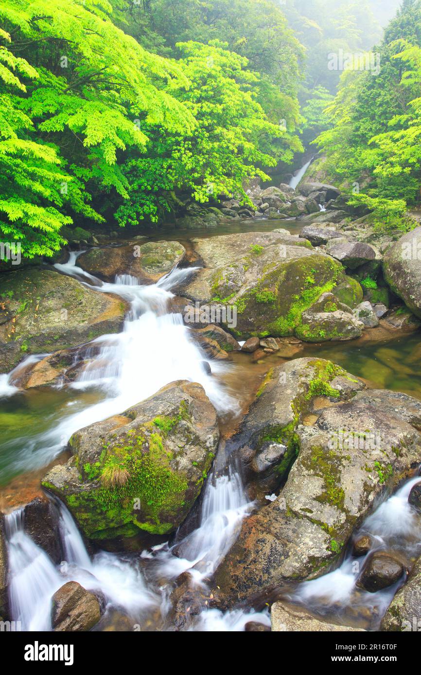 Fresh green Shiratani Unsuikyo and Shirotae Waterfall Stock Photo - Alamy