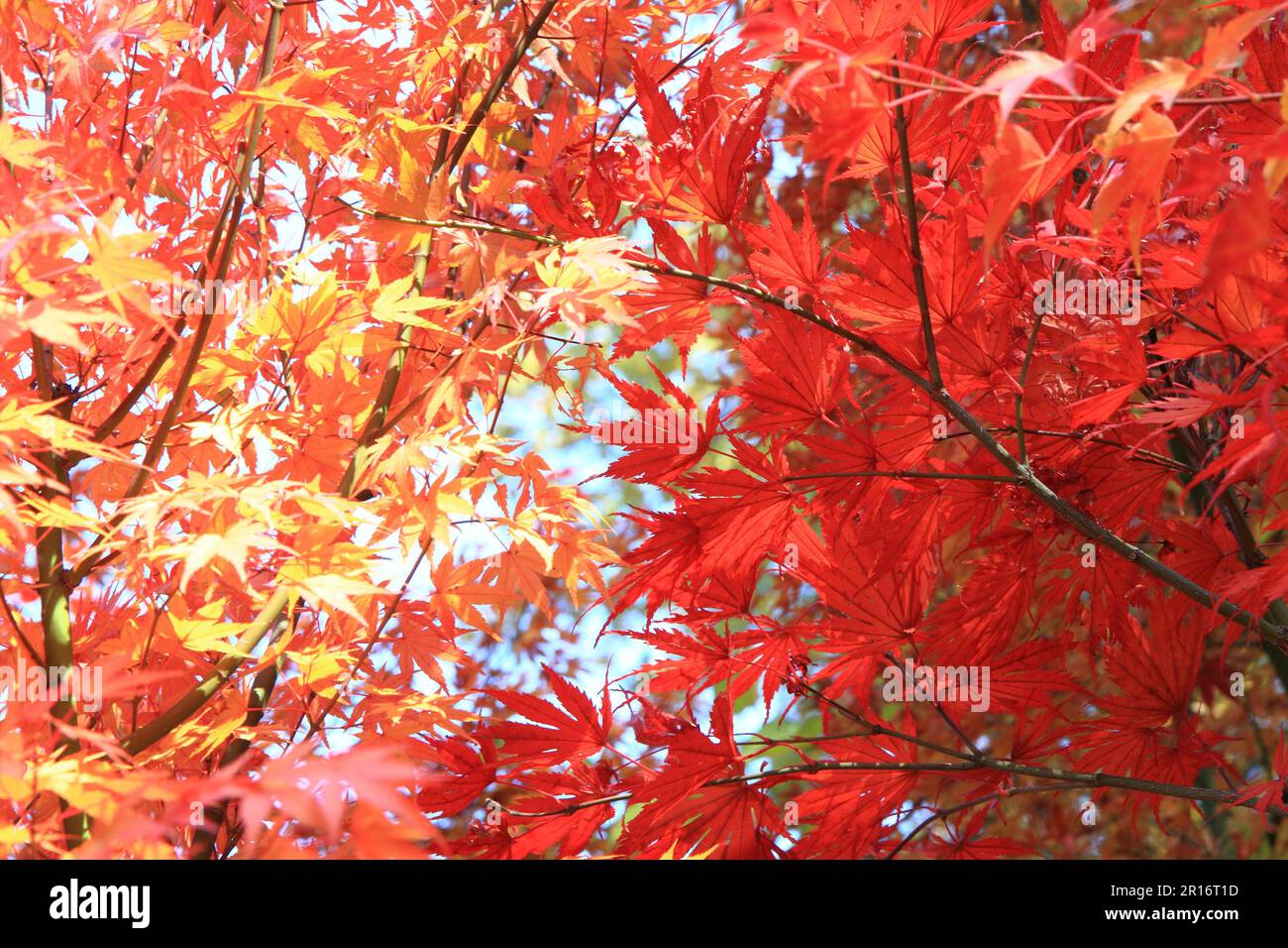 autumn leaves as nice natural color background Stock Photo - Alamy