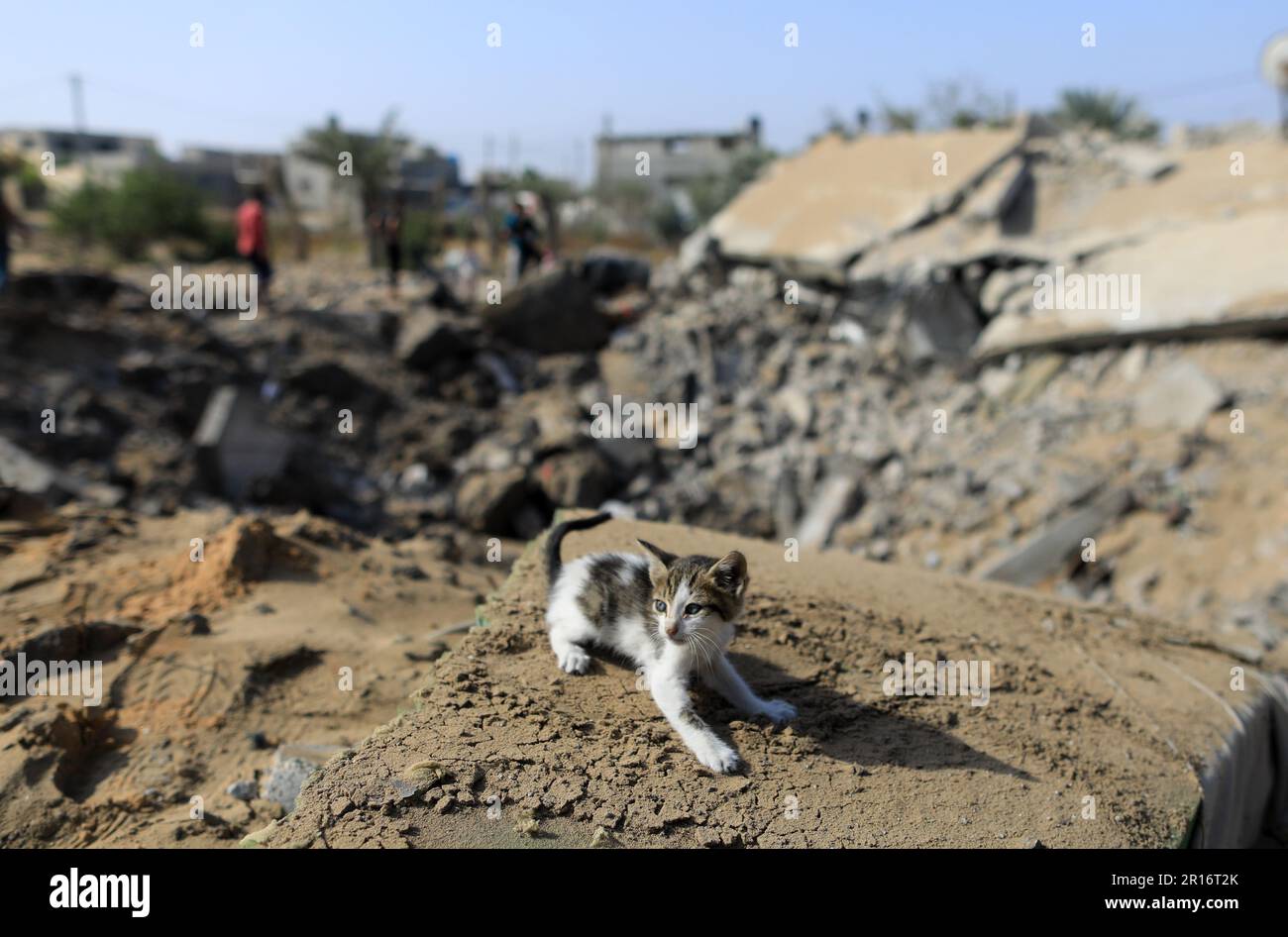 Gaza. 11th May, 2023. A cat is seen on the ruins of houses damaged by ...