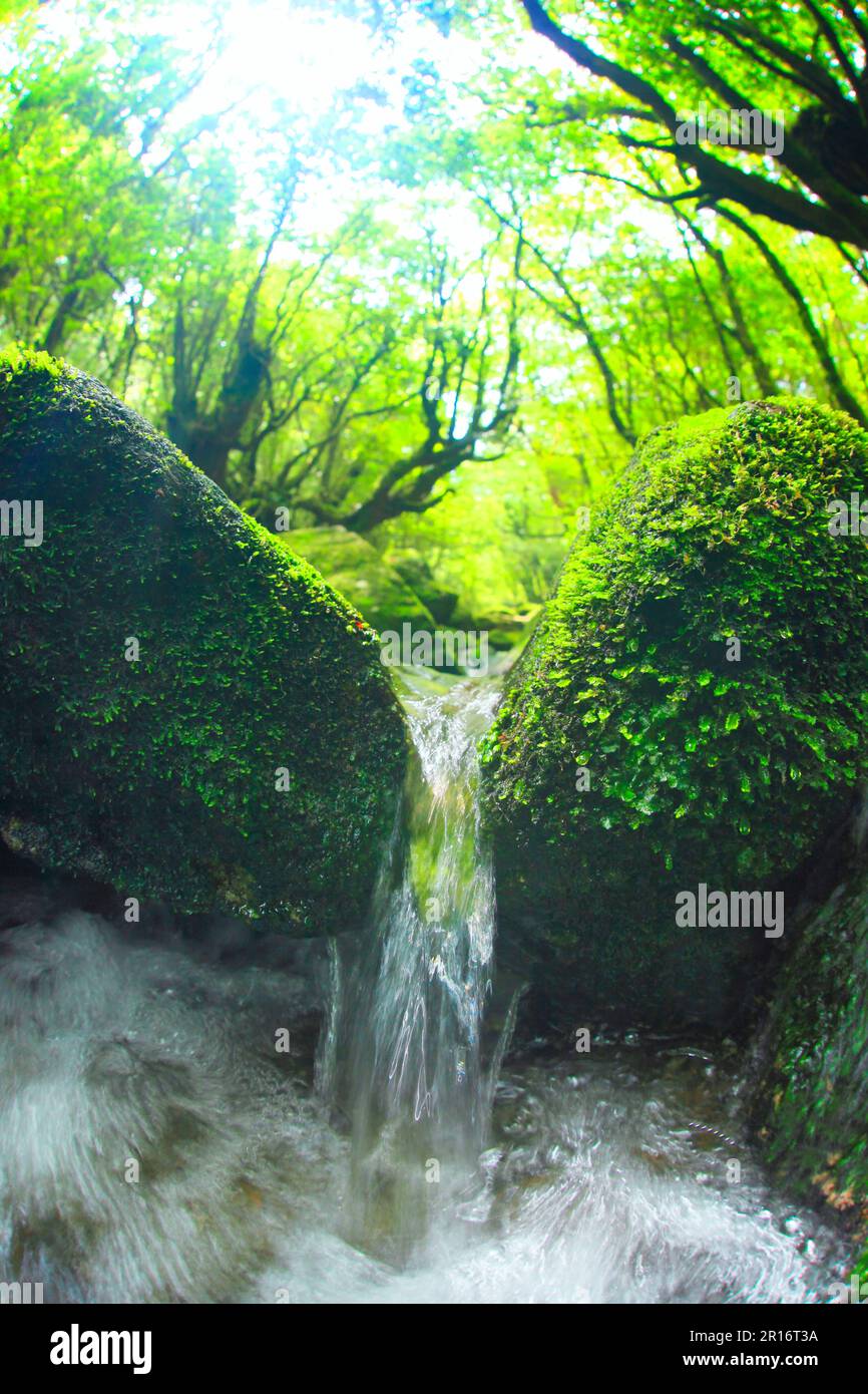 Shiratani River clear stream Stock Photo - Alamy