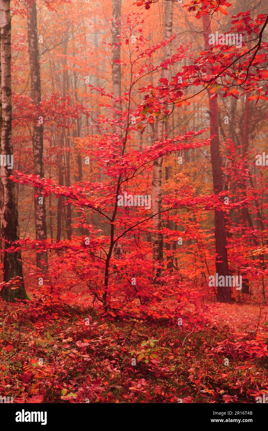 color autumn forest as nice natural background Stock Photo - Alamy