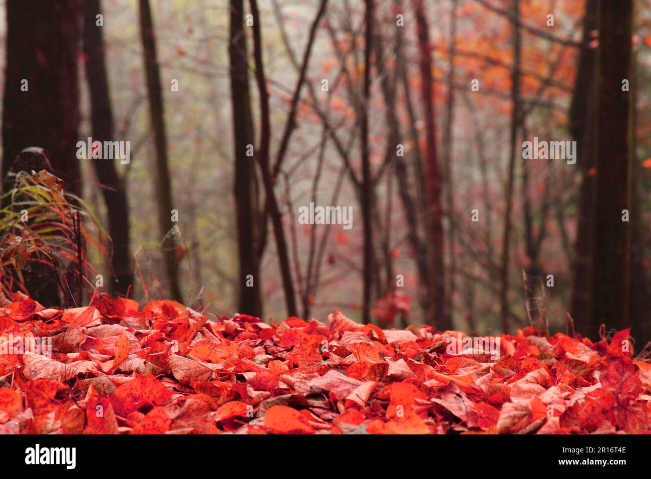 autumn leaves as nice natural color background Stock Photo - Alamy