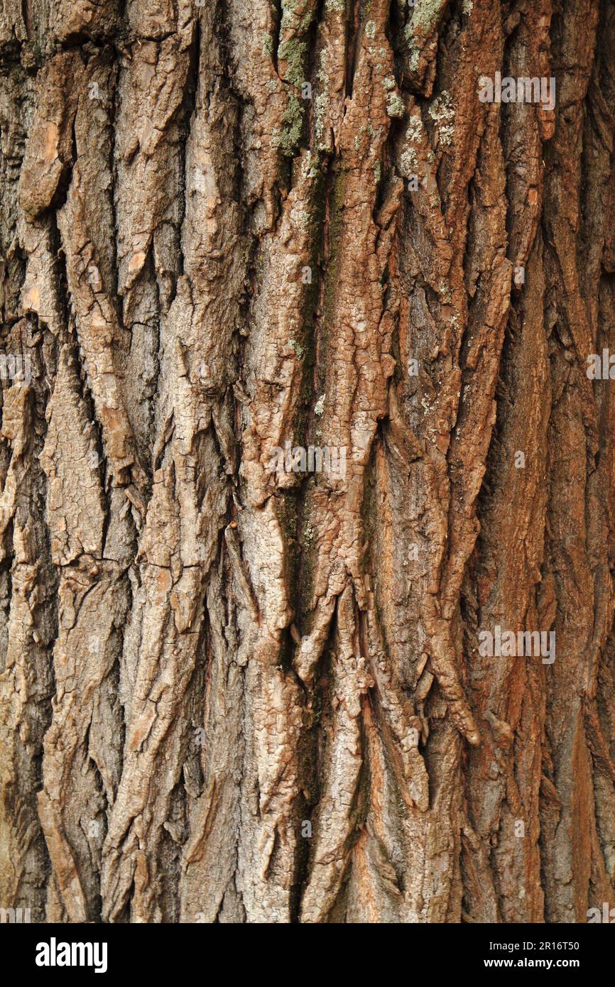natural bark texture as very nice background Stock Photo - Alamy