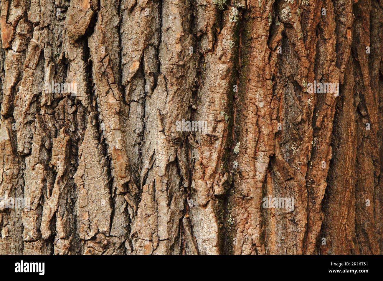natural bark texture as very nice background Stock Photo - Alamy