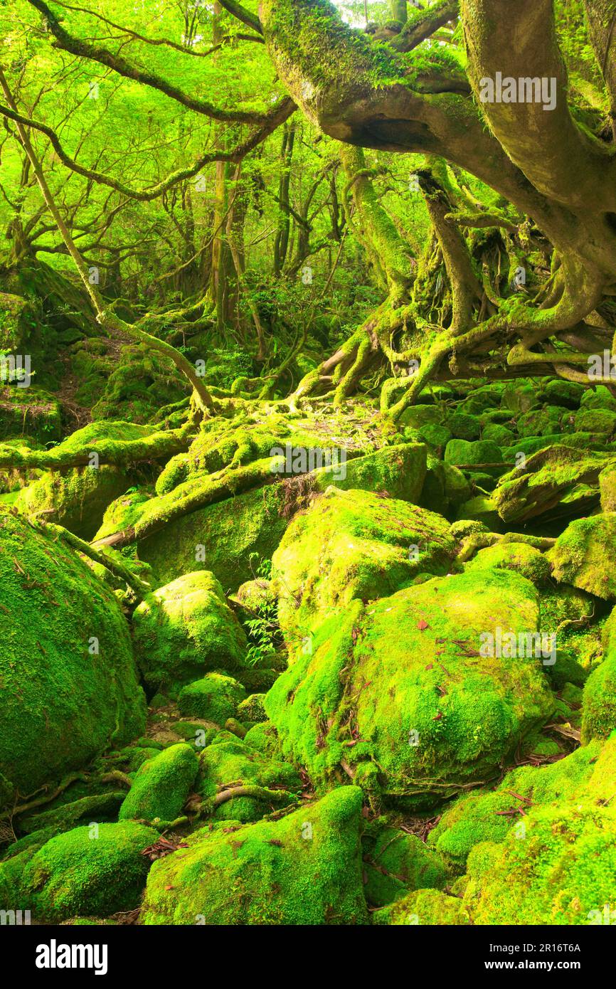 Mononoke village hi-res stock photography and images - Alamy