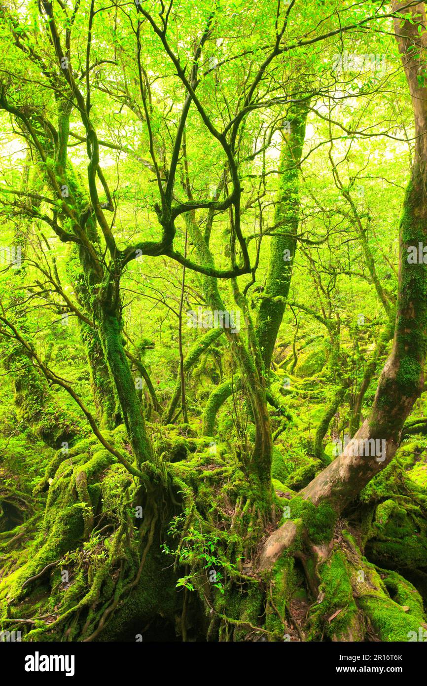 Mononoke village hi-res stock photography and images - Alamy