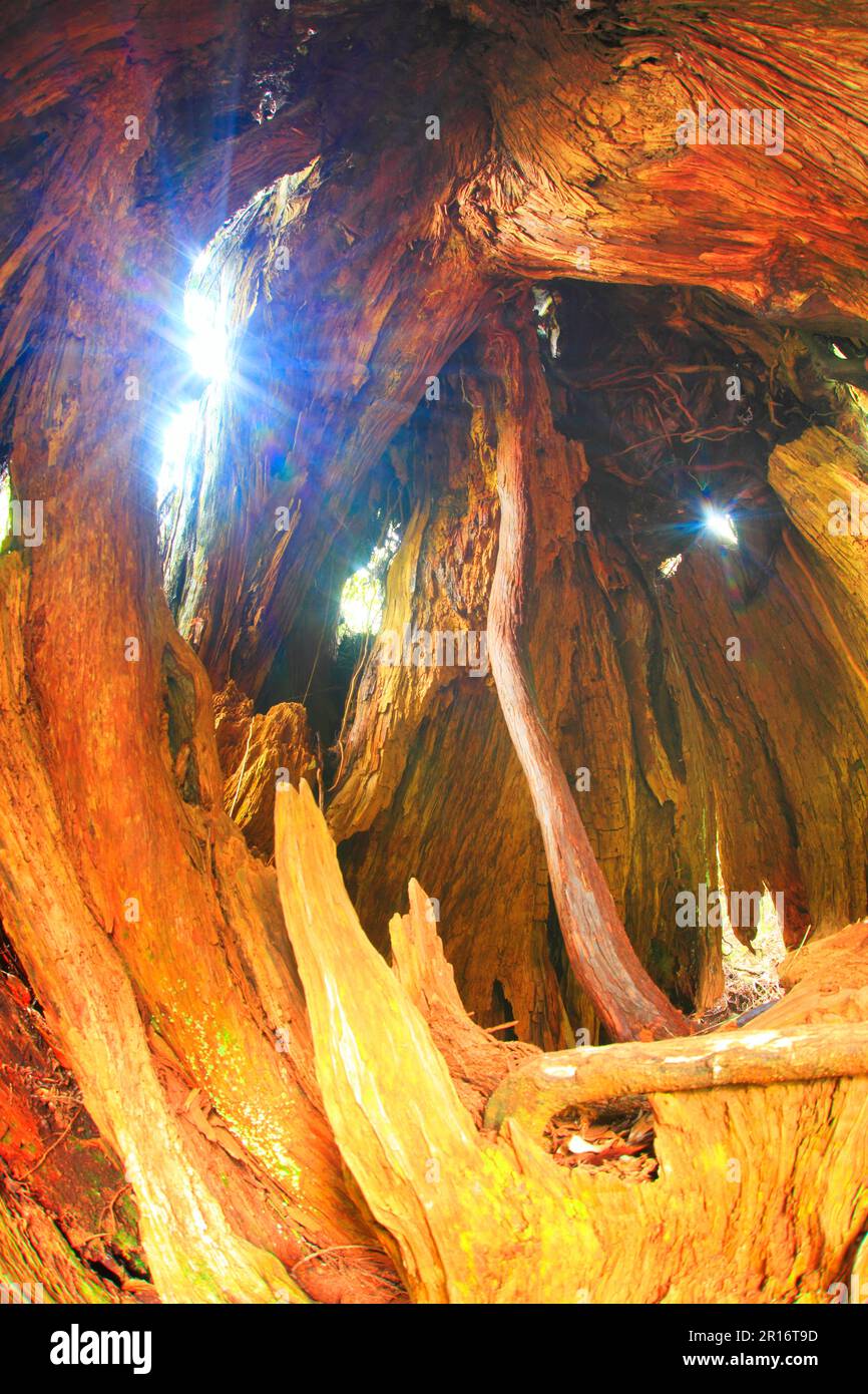 Two generations osugi hi-res stock photography and images - Alamy