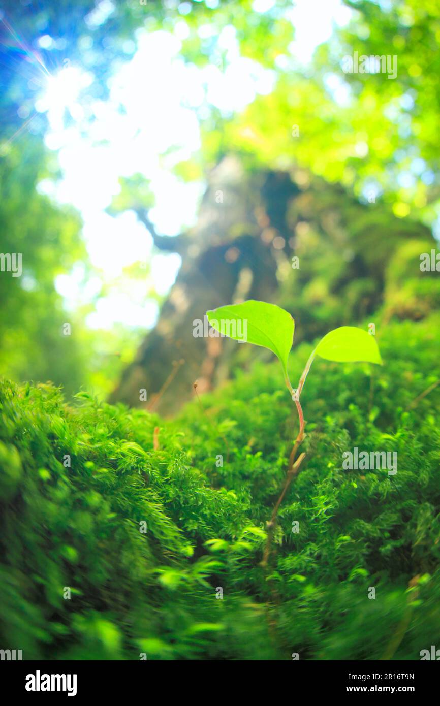 Seven cedar trees and buds growing in moss and sunlight Stock Photo - Alamy