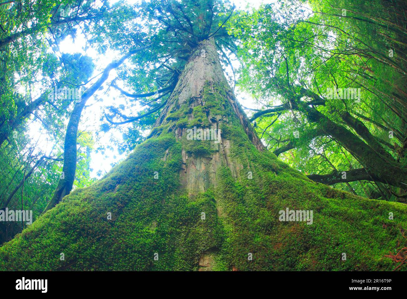 Big tree of Yakusugi Stock Photo - Alamy