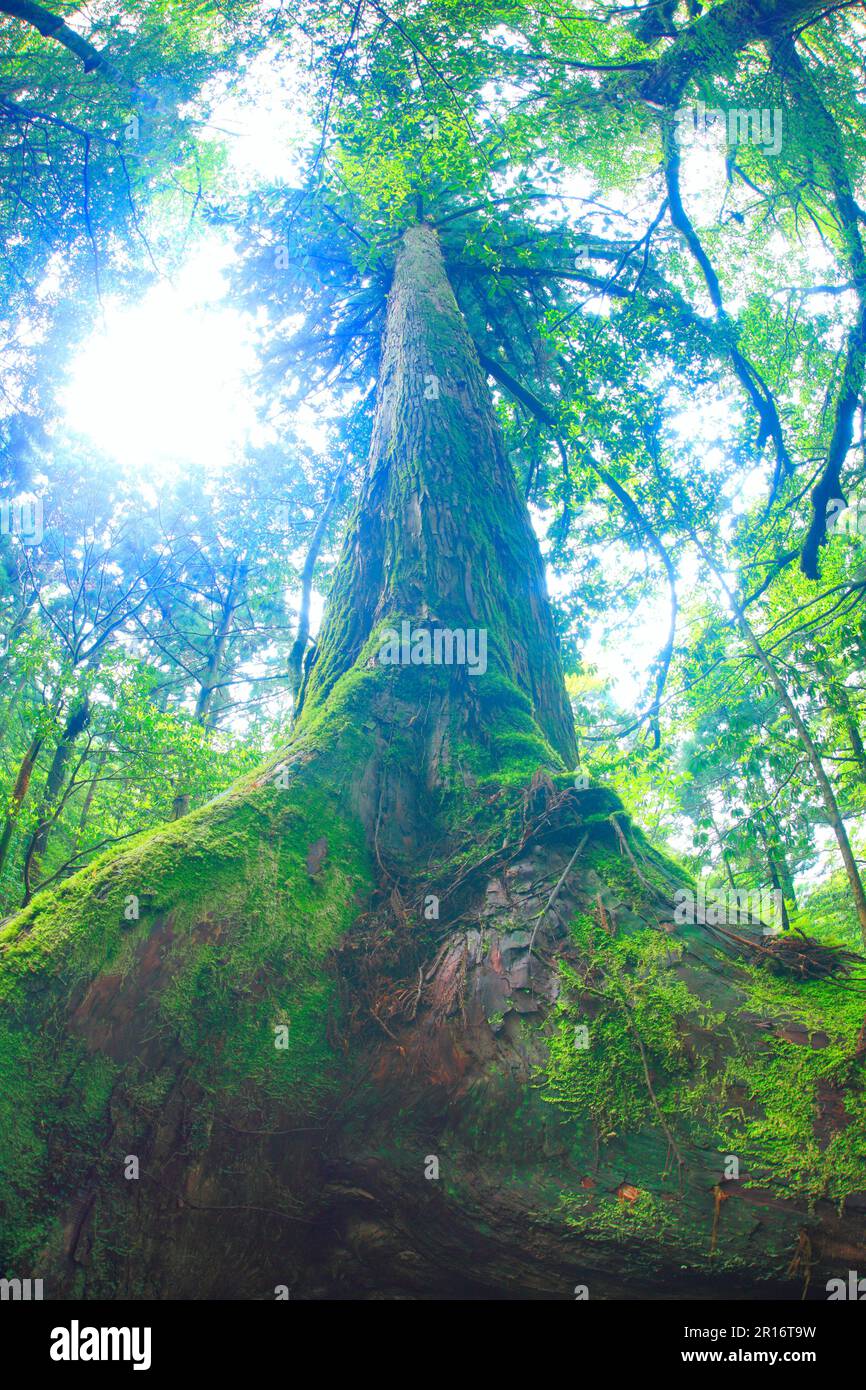 Big tree of Yakusugi Stock Photo - Alamy