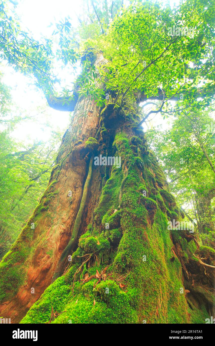 Where Is Seven Trees In California at Cheryl Franklin blog