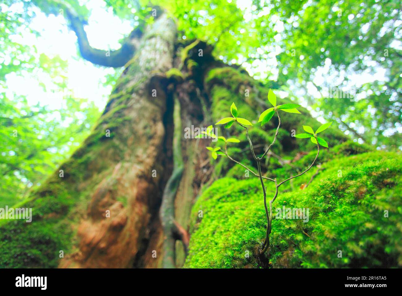 Seven cedar trees and buds growing in moss Stock Photo - Alamy