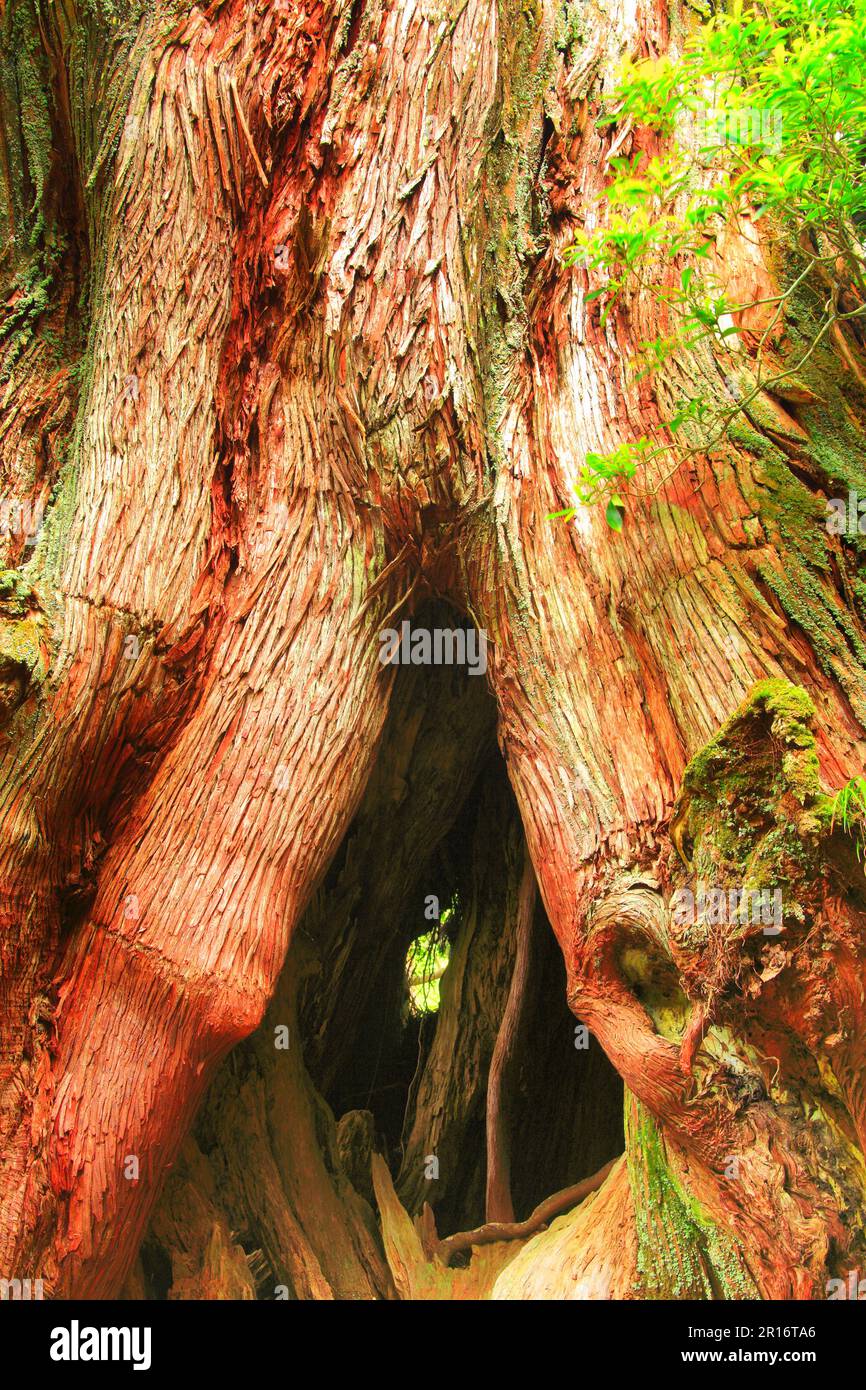 Hole in tree trunk Stock Photo - Alamy