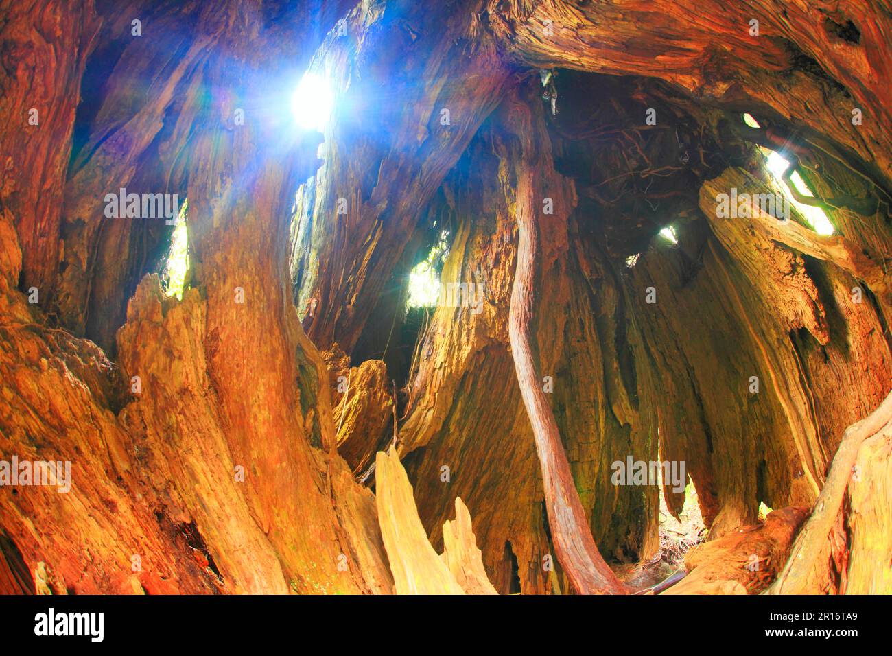 Inside hole in tree trunk Stock Photo - Alamy